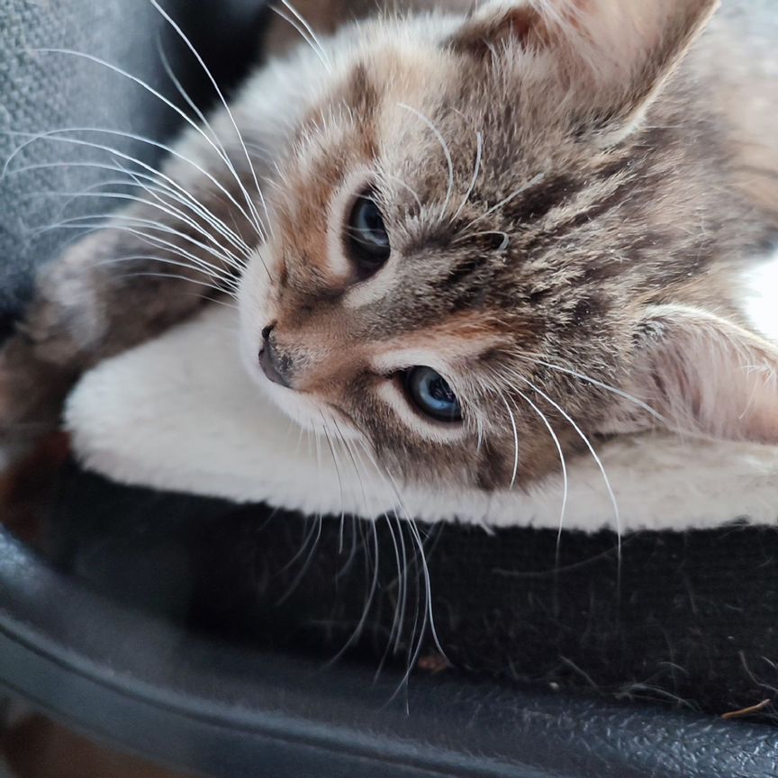 Кошка Динка