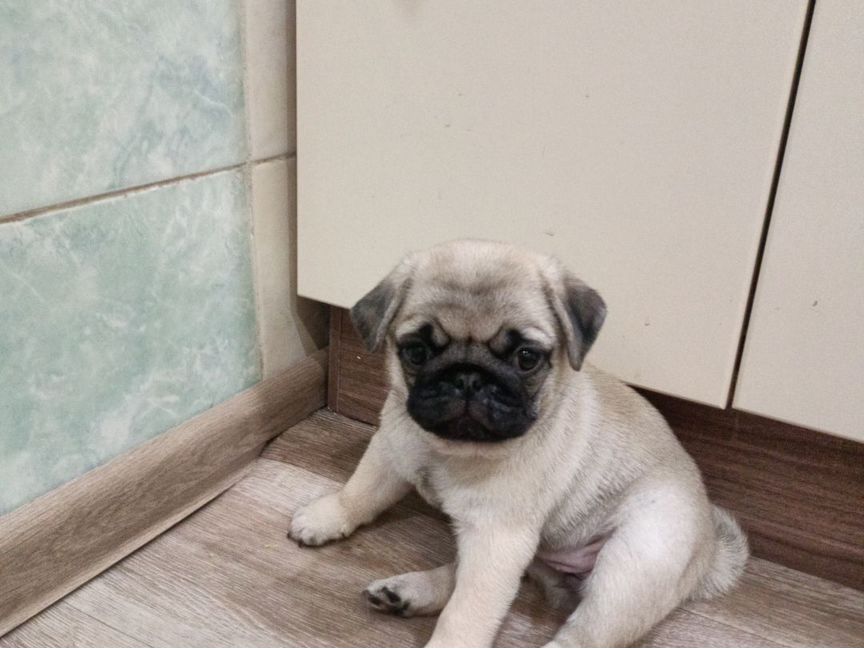 Мопс