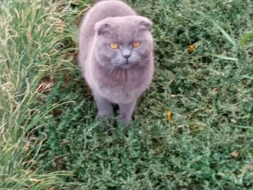 Вислоухая кошка