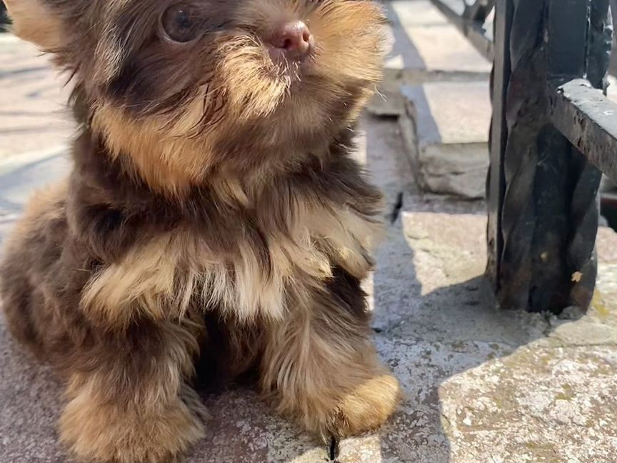 Супермини йорочка