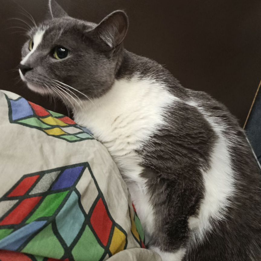 Взрослая кошка в добрые руки