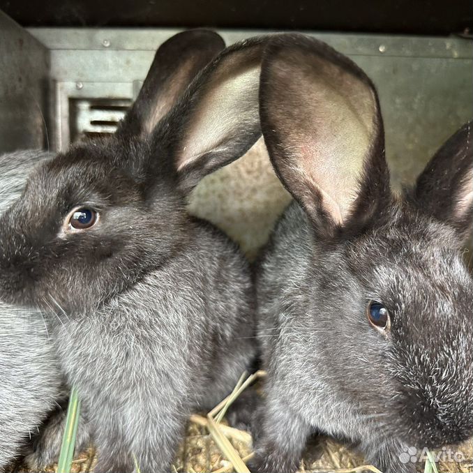 Крольчата 3-месячные породы полтавское серебро