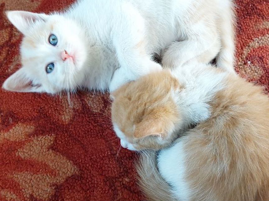 Котята в добрые руки