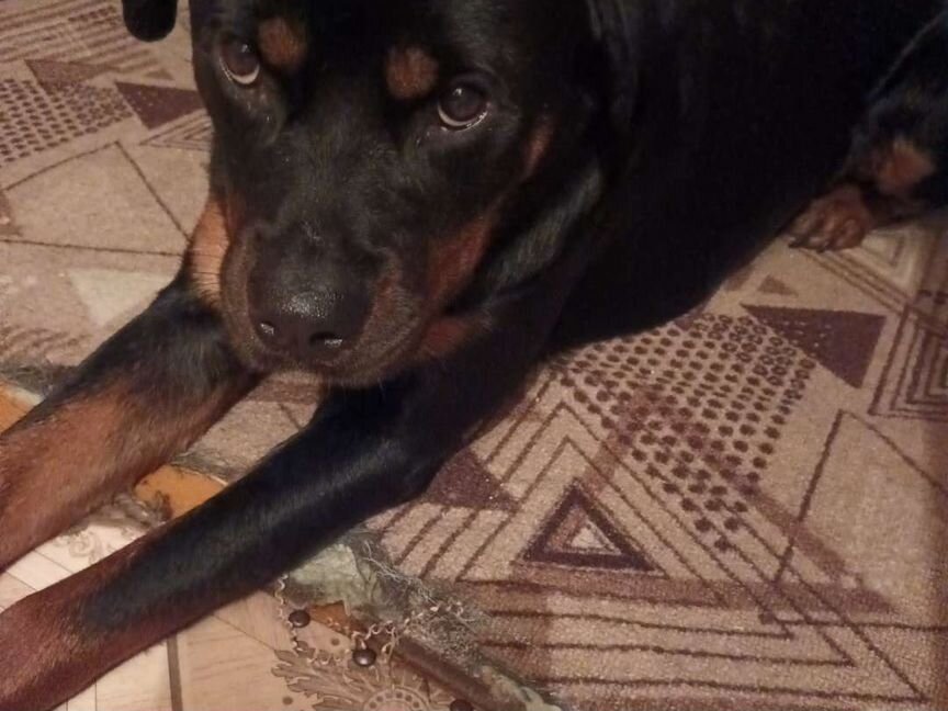 Вязка. Девочка. Ротвейлер