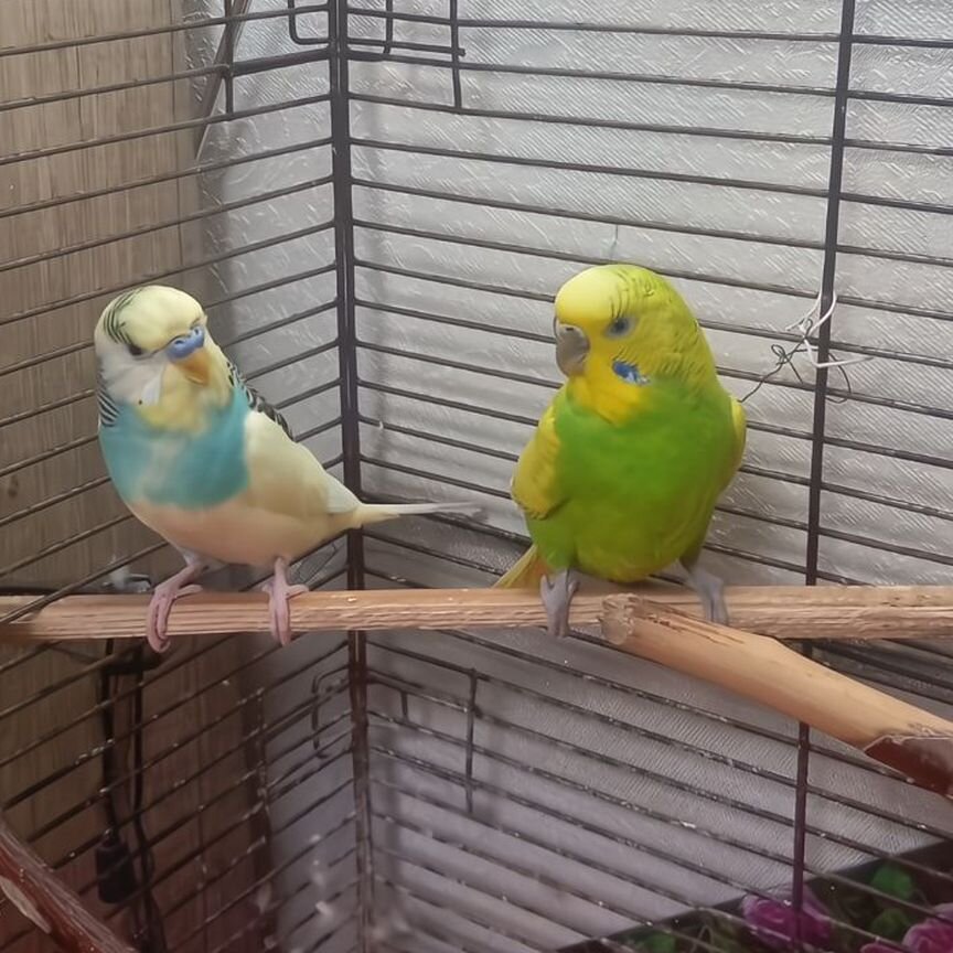 Забронированы Волнистый попугай с клеткой
