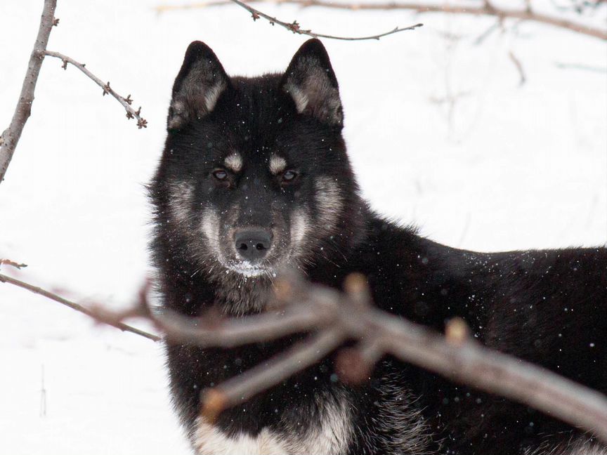 Отдается взрослая дама