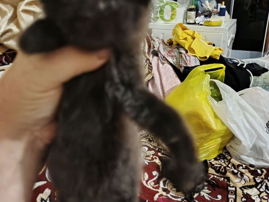 Кошки в добрые руки бесплатно