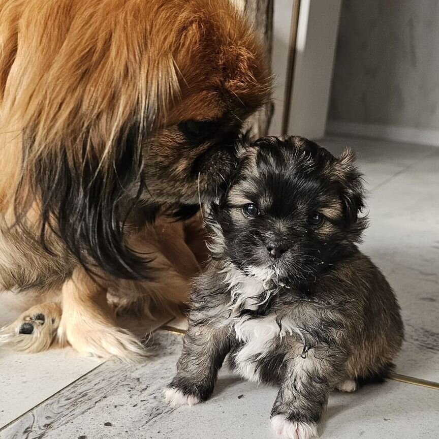 Пекинес, щенок