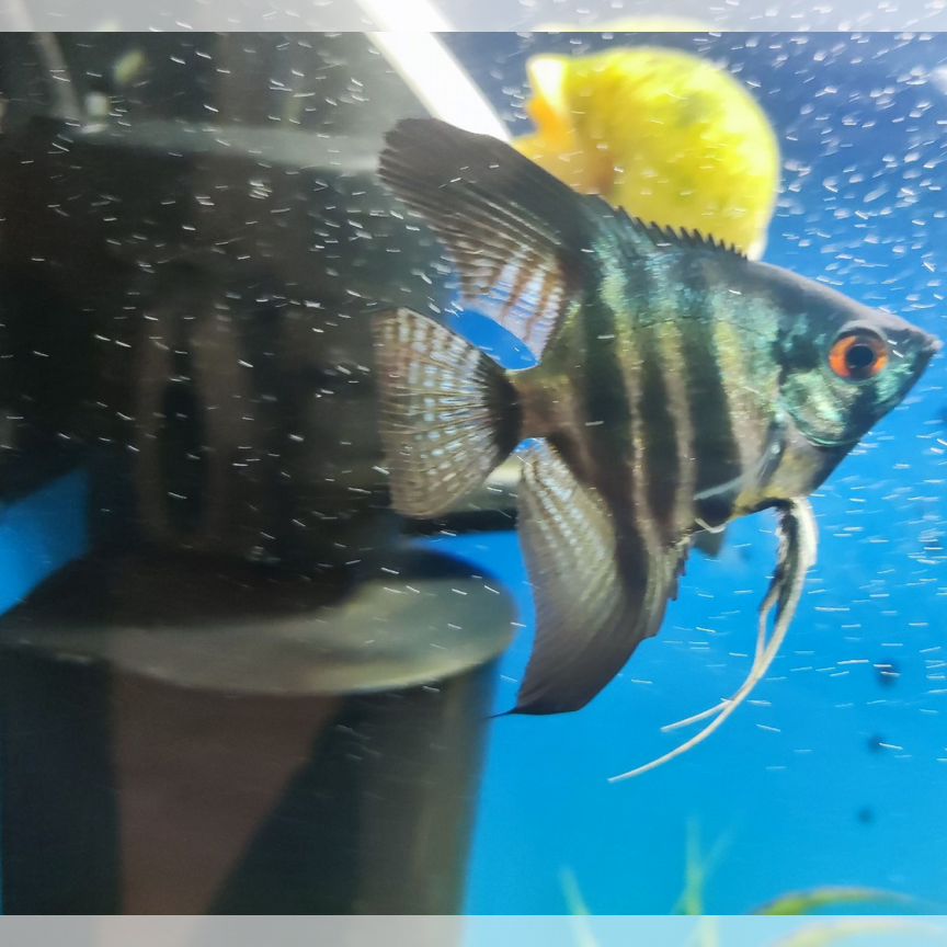 Рыба скалярия