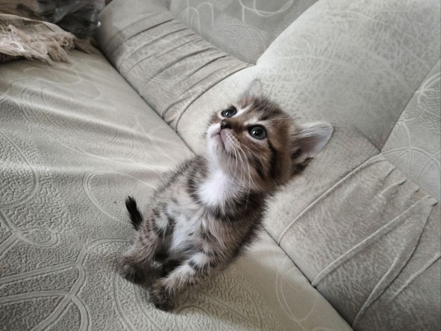Котята в добрые руки бесплатно
