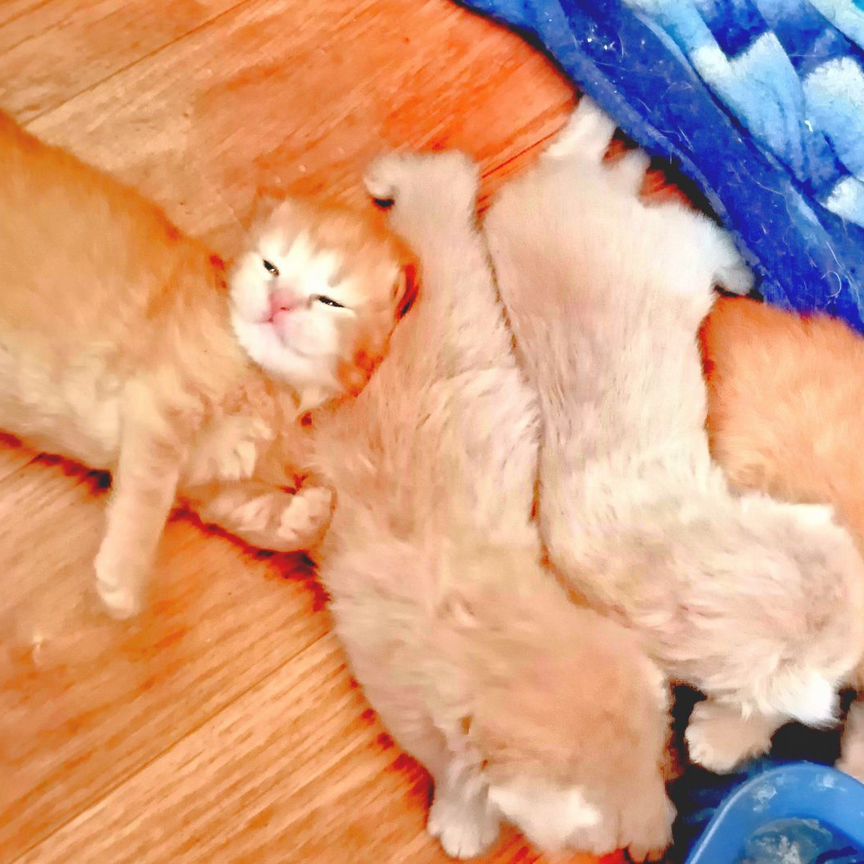Котята в добрые руки бесплатно