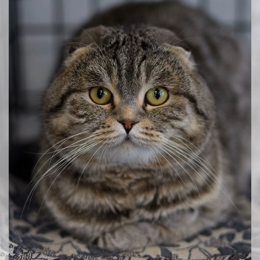 Кот Милашка ищет дом