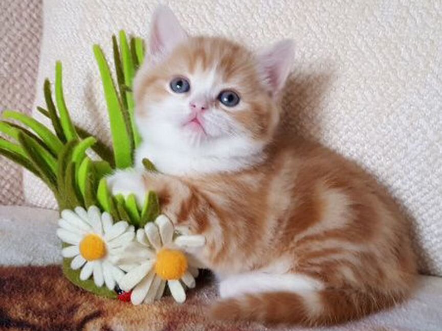 Шотландский мальчуган Джем. Супер котик