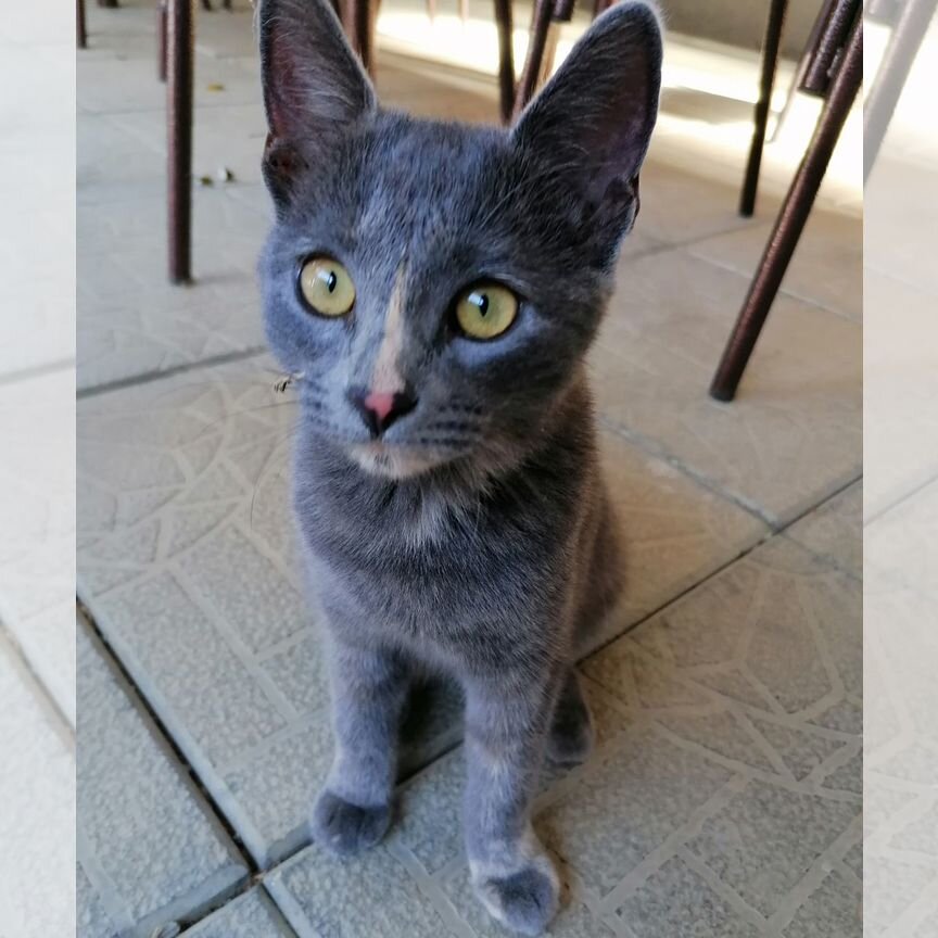 Котёнок в добрые руки