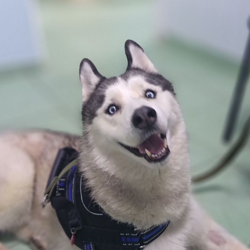 Красавчик в добрые руки