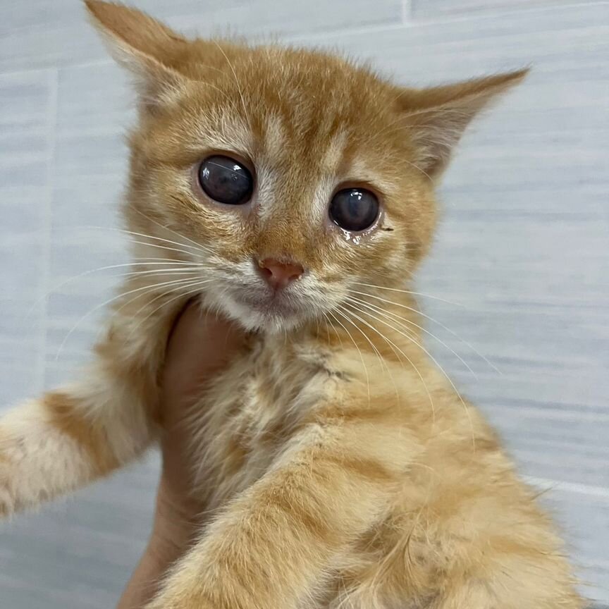 Котенок рыжая привитая девочка