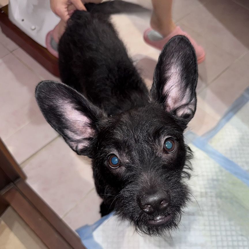 Взрослый пёс в добрые руки