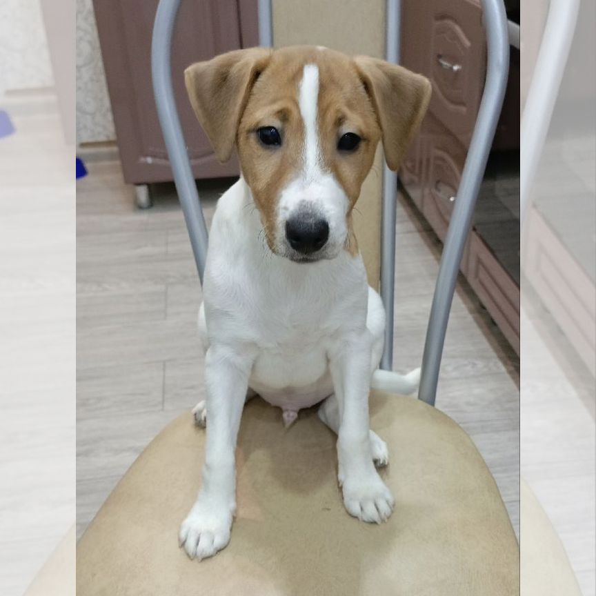 Джек-рассел-терьер, щенок