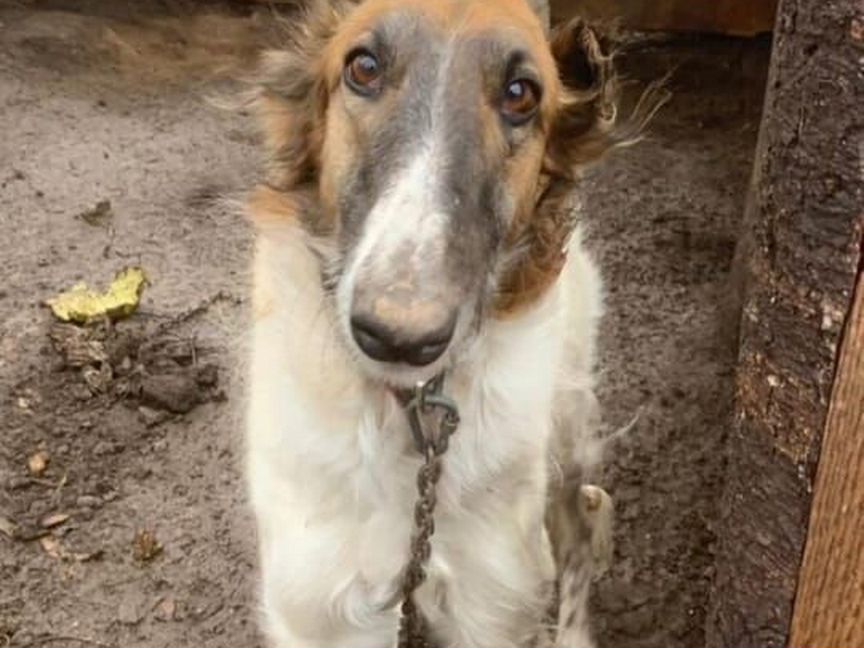 Русская борзая