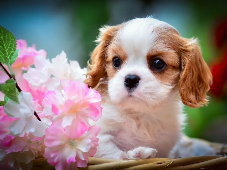 Милые щеночки кавалера