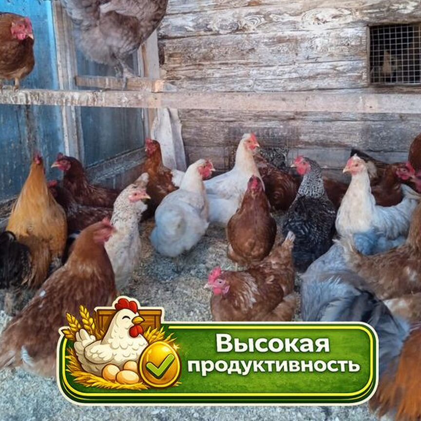 Куры несушки с доставкой