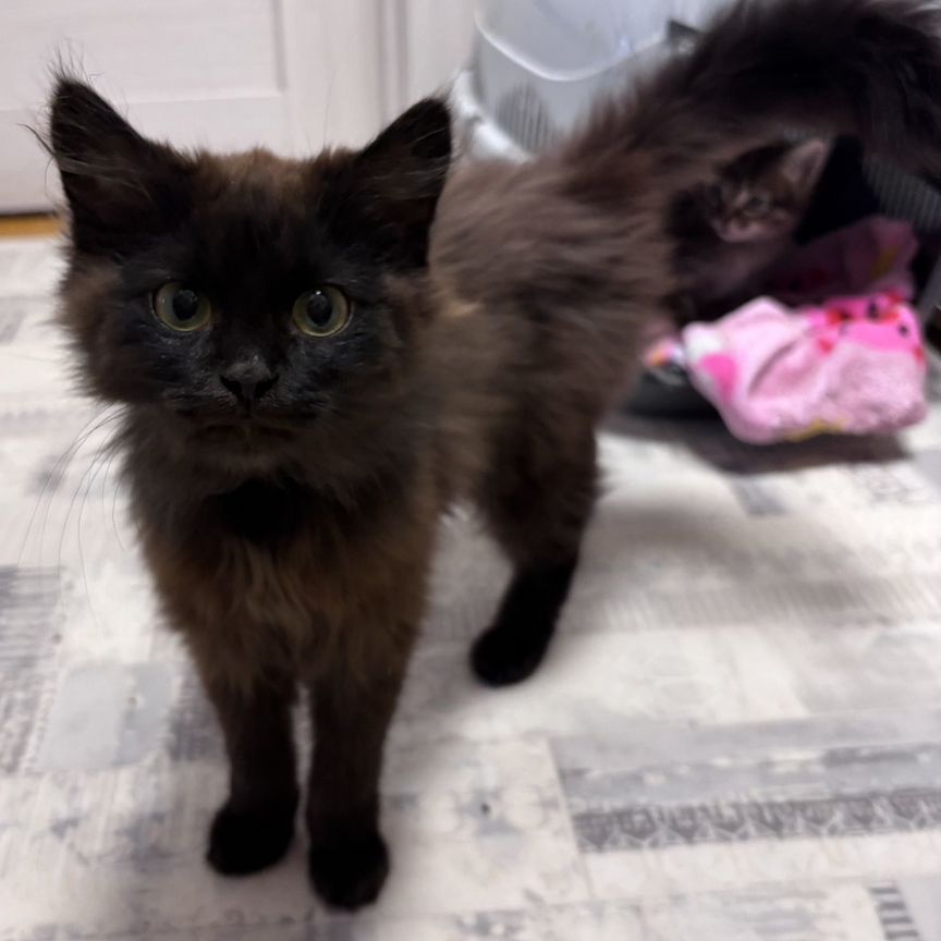 Котёнок в добрые руки