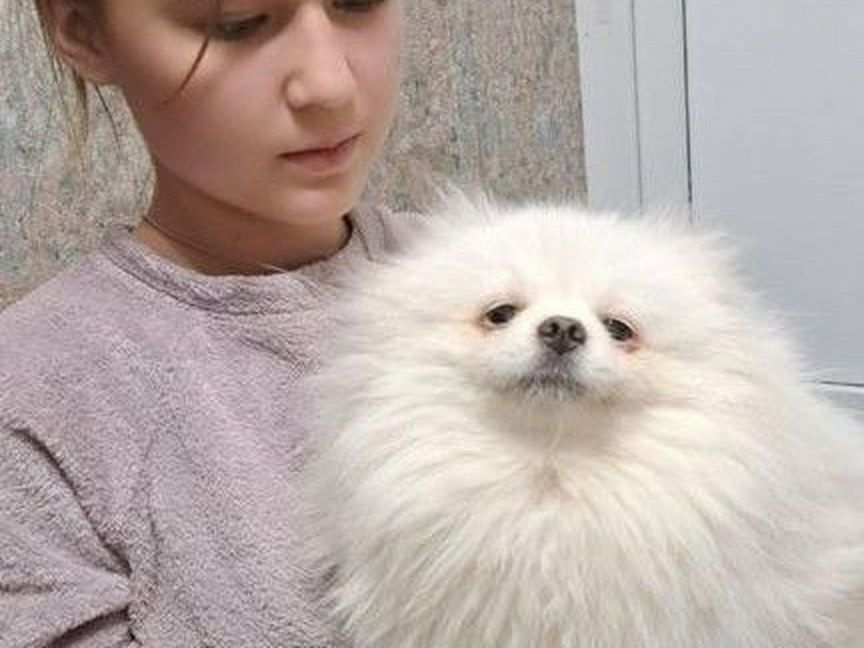 Померанский шпиц эксклюзив