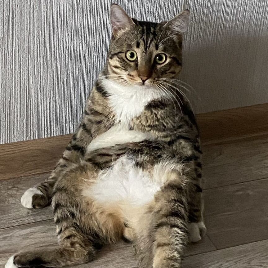 Кастрированный кот в хорошие руки