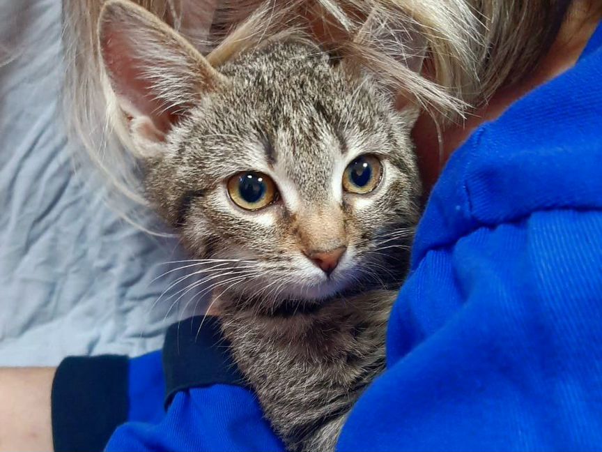 Котенок-девочка ищет дом