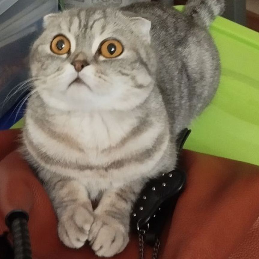 Отдам в добрые руки вислоухого котенка