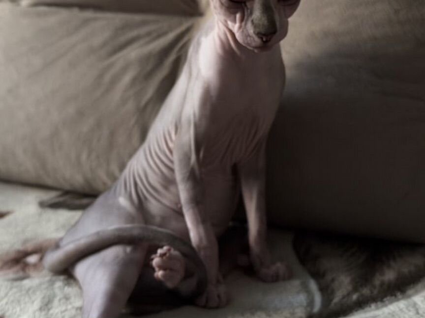 Кошка сфинкс эльф