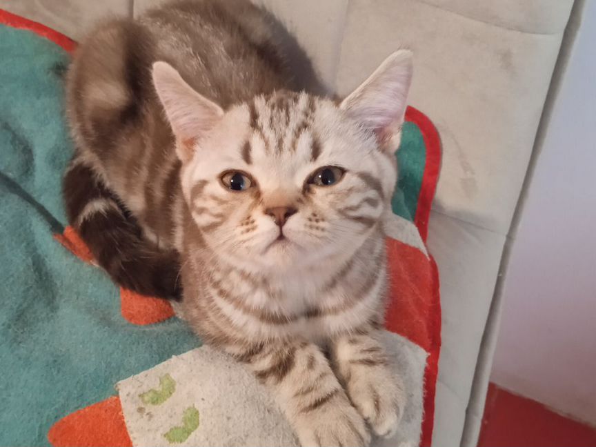 Шотландский котенок