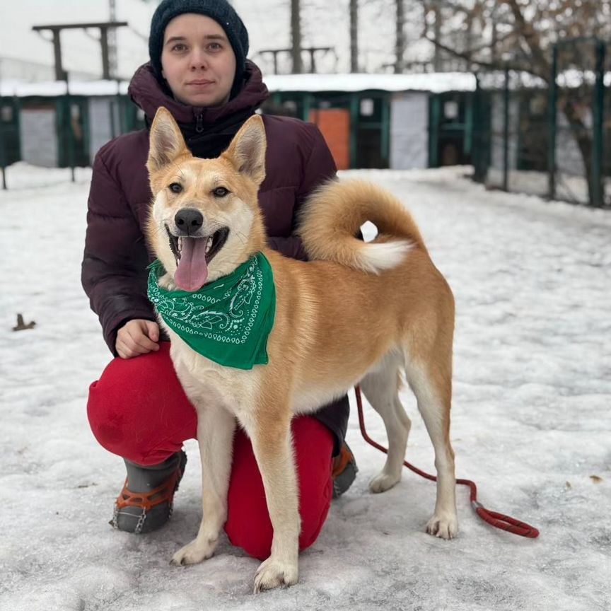 Собака в добрые руки