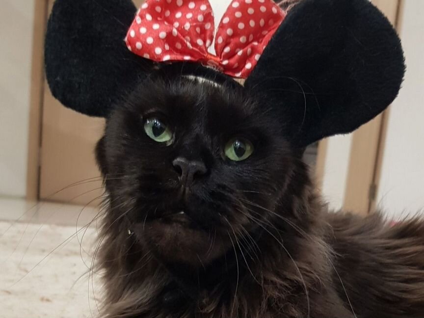 Котята Мейн-кун