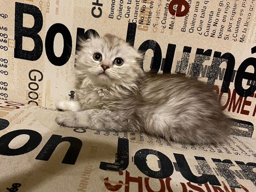 Шотландские вислоухие котята