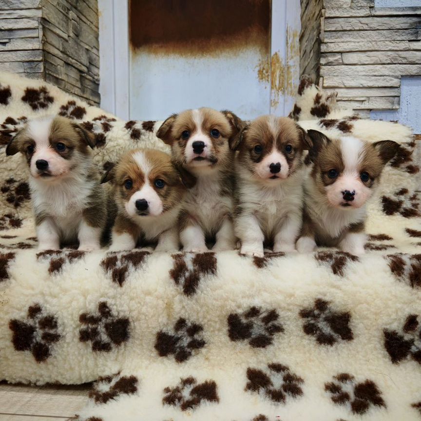 Малыши корги мальчики и девочки