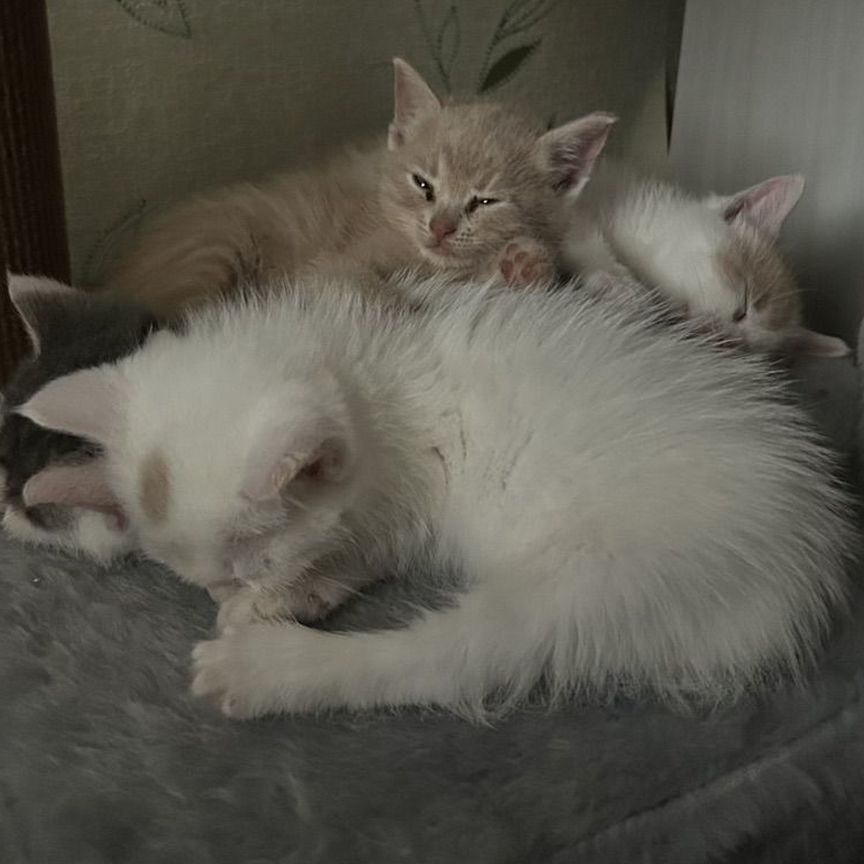 Котята в добрые руки бесплатно