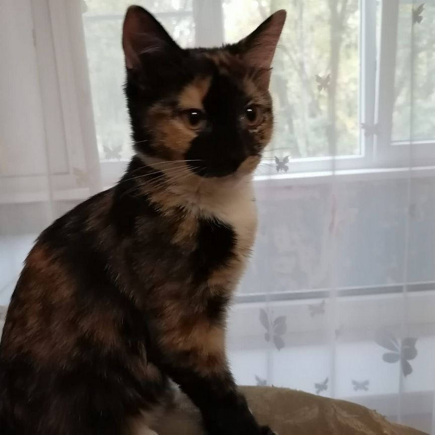 Кошечка в добрые ручки