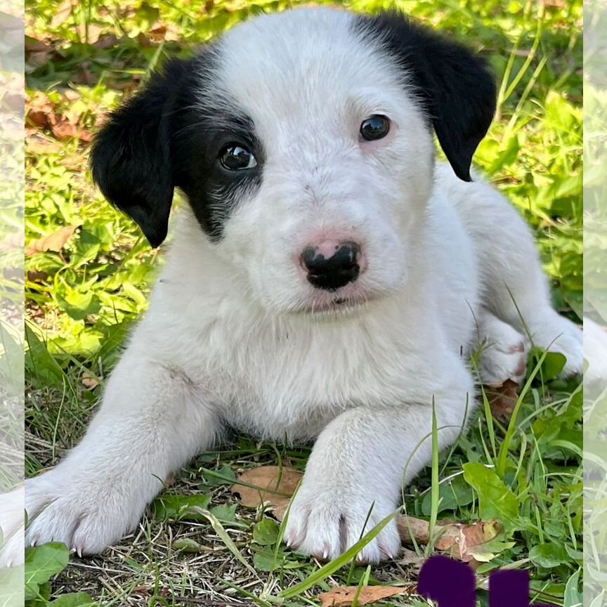 Щенок в добрые, надёжные руки