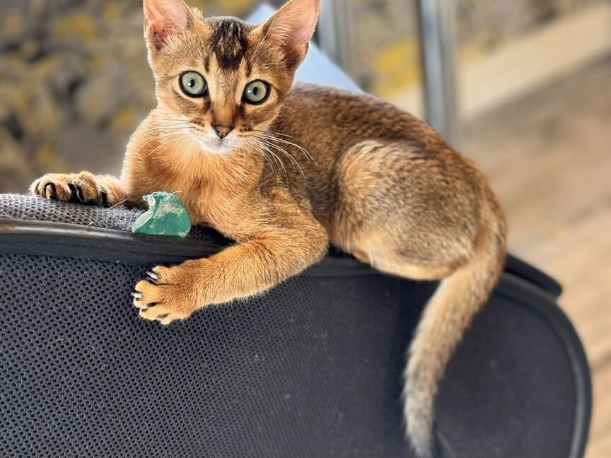 Абиссинские котята
