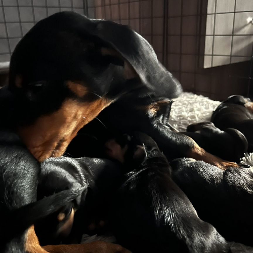 Щенки декоративной таксы