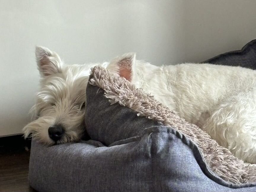 Вест хайленд уайт терьер отдам