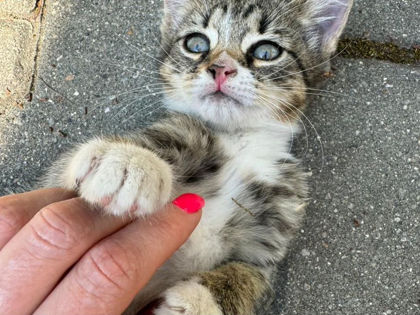 Милая котёнка в добрые руки