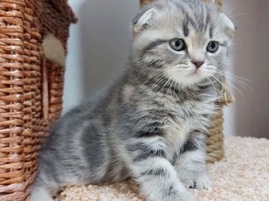 Вислоухие Мишки) Голубой Мрамор