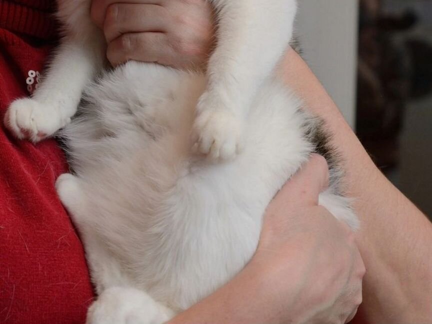 Кошечка серая с белым