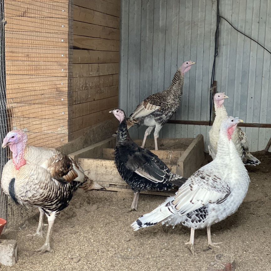 Семья индюков