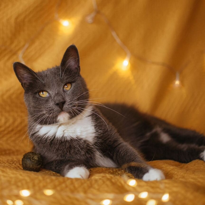 Кошка в дар