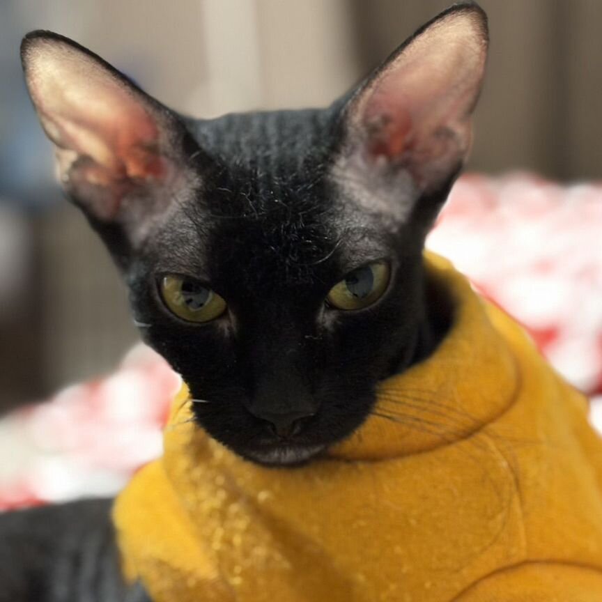 Сфинкс вязка