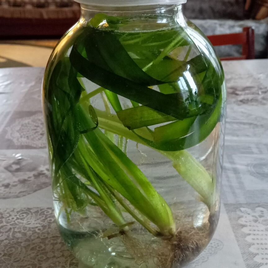 Аквариумные растения