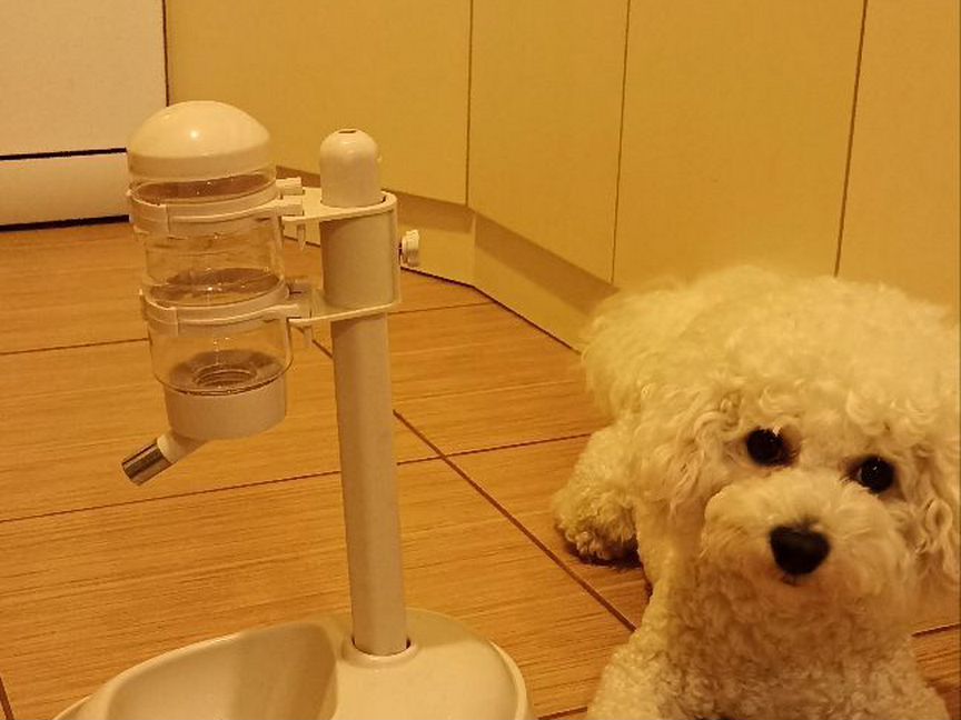 Поилка сухие усы для собак регулируемая)